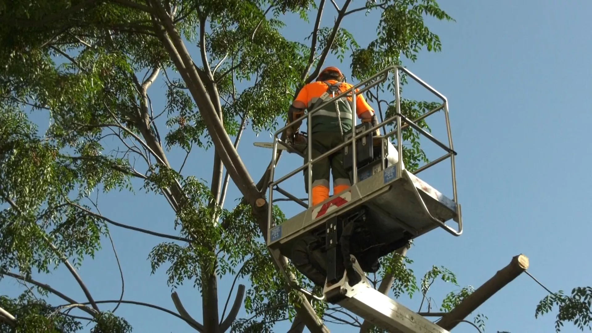 El Ayuntamiento ultima la poda de árboles en los entornos e itinerarios escolares de toda la ...